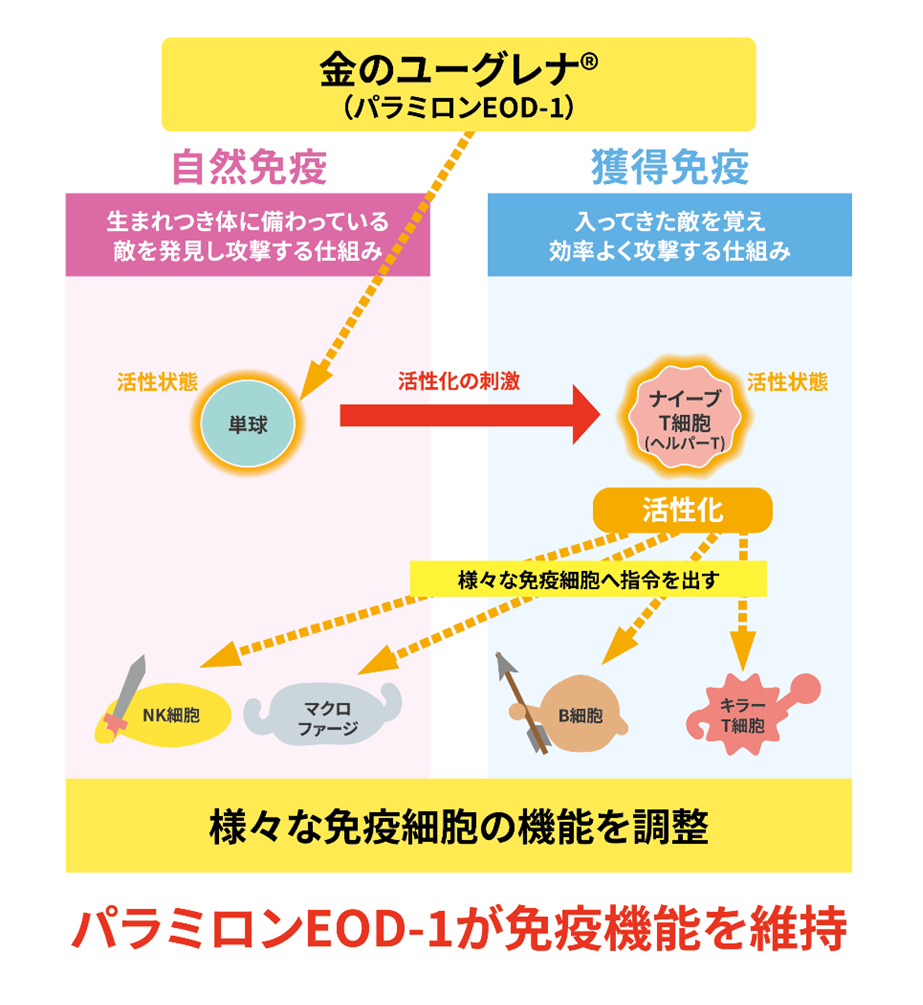 金のユーグレナ®由来パラミロンが「免疫機能維持」の機能性表示食品に – パラミロン研究会